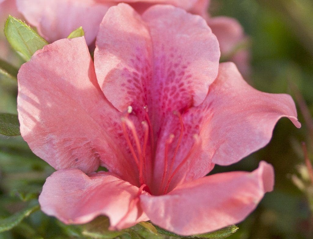 Compare Autumn Coral Encore Azalea Best Prices Online