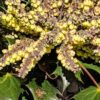 Mahonia Evergreen Shrubs Bring You The 1st Scent Of Spring