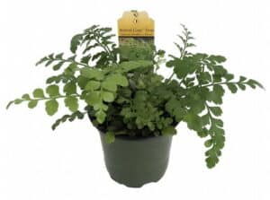 Buy Austral Gem Fern Online | Home Delivery | Compare Best Prices