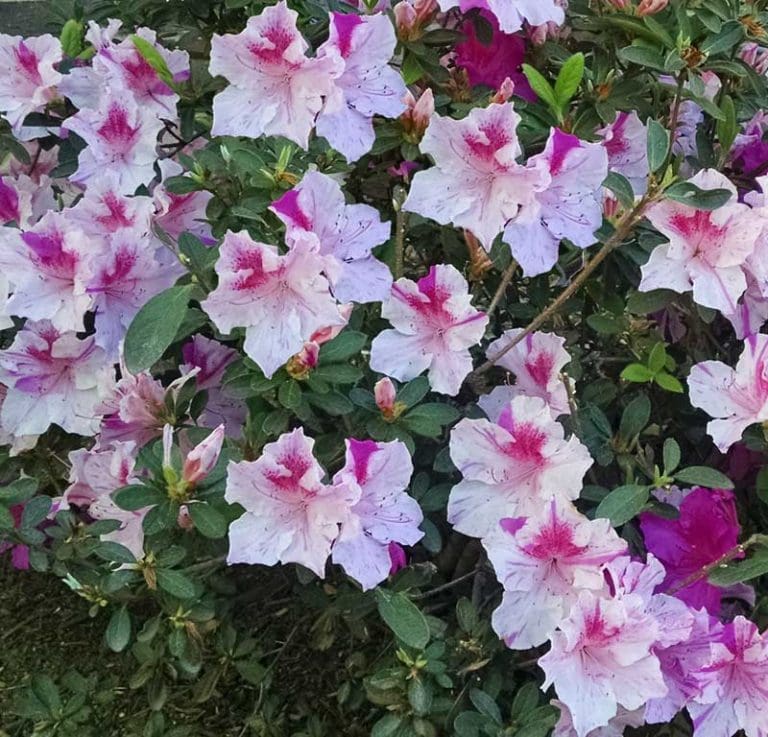 Autumn Twist Encore? Azalea Best Prices | Home Delivery